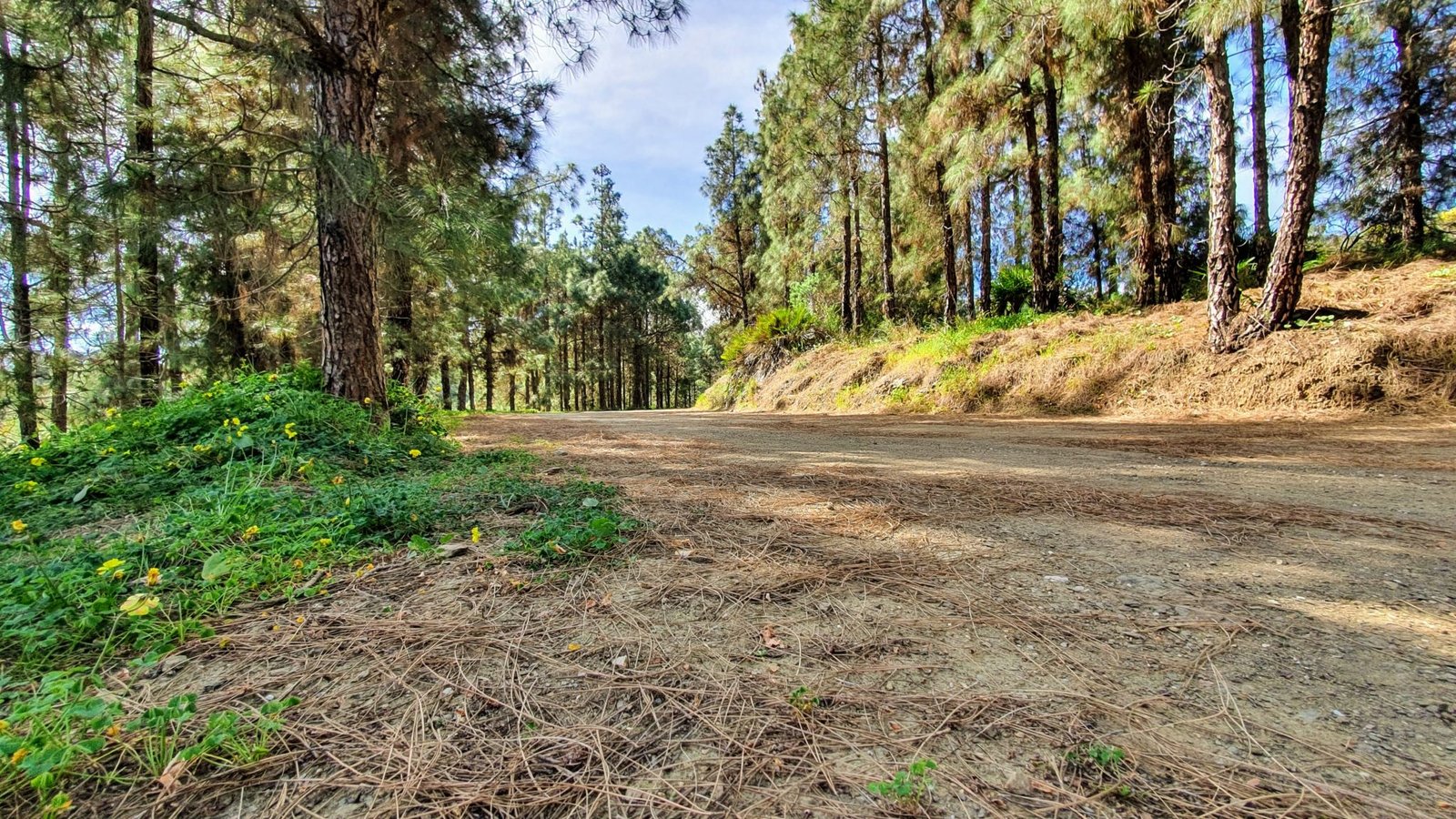 FUENMIJASENBICI ORGANIZA UNA SALIDA URBANA AL BOSQUE EL CHAPARRAL ...